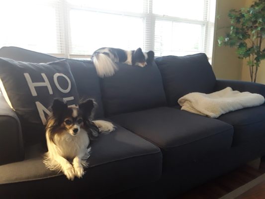 ANIMAL EMERGENCY HOSPITAL OF THE STRAND - Updated September 2025 - 30 ...