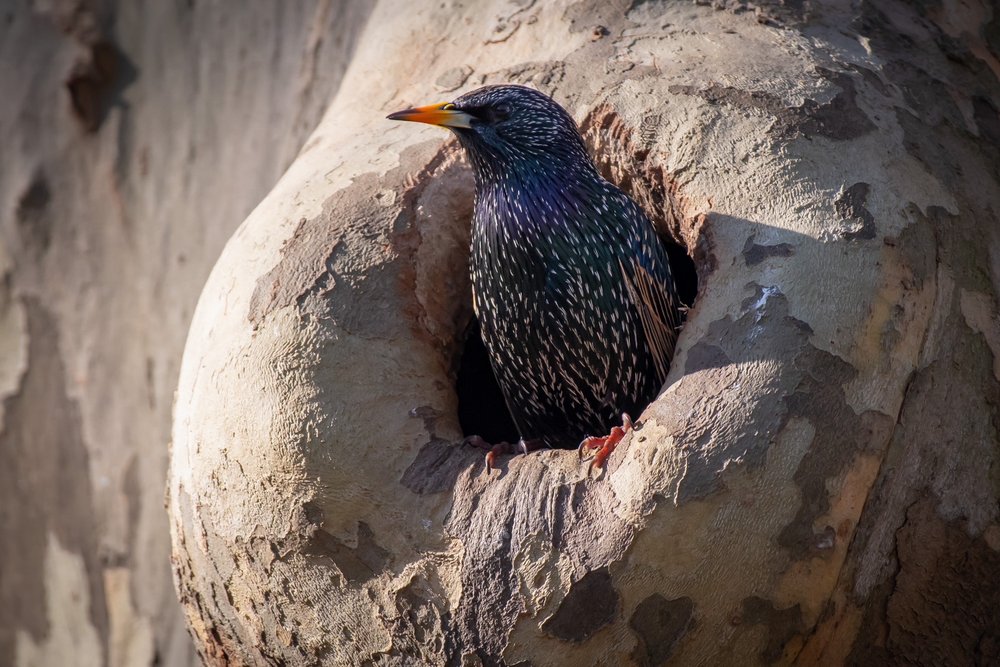 Queens Zoo, Corona | Roadtrippers
