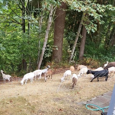 THE GOAT LADY - Updated January 2026 - 18 Photos & 27 Reviews - Duvall ...