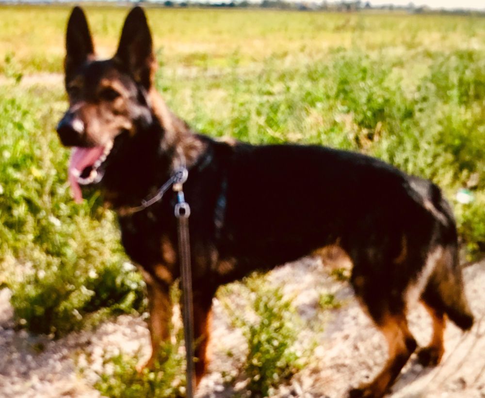 HARTER HUND GERMAN SHEPHERDS - 30 Photos - 15359 sw 54 st, Miami, FL - Yelp