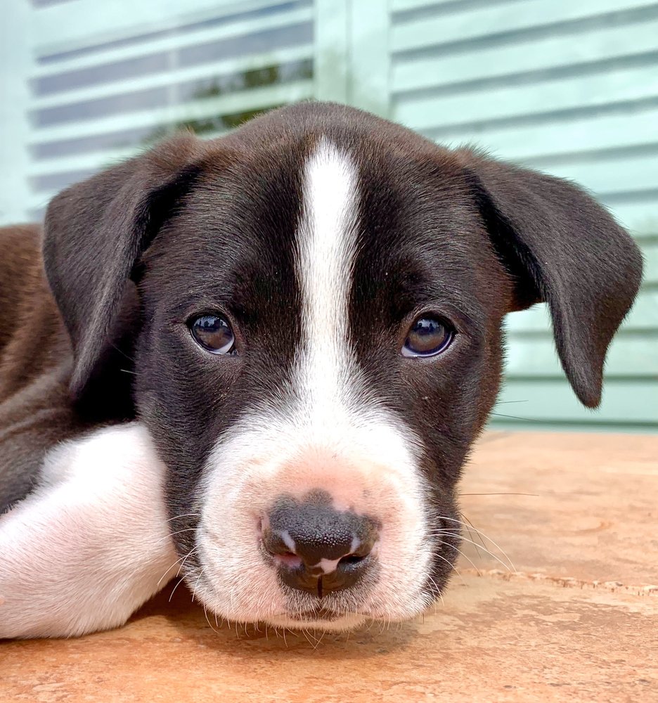 K9 FAMILY DOG TRAINING - Updated April 2025 - 28 Photos - Cypress ...