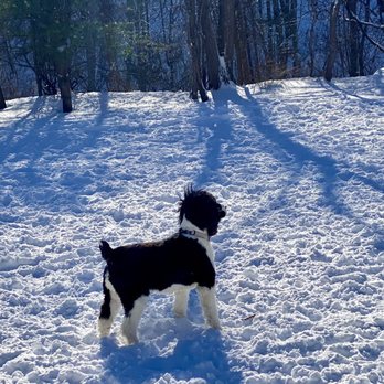 QUARRY RUN DOG PARK - Updated December 2025 - 25 Photos & 20 Reviews ...