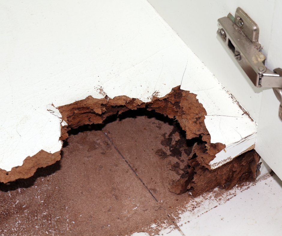 ATTACK PEST MANAGEMENT - Updated December 2025 - 15 Photos - Arcadia ...