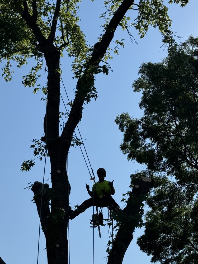 REDDINGS ARBORIST - Updated May 2026 - PO Box 1014, Yuba City ...