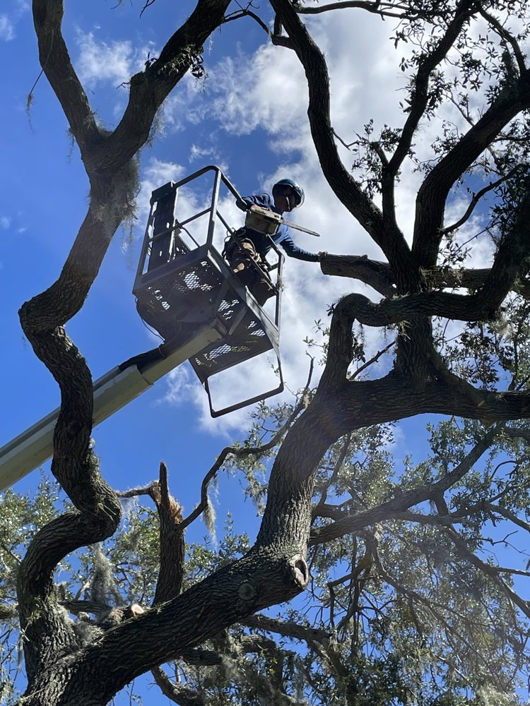 RED LINE TREE COMPANY - Updated March 2025 - Brooksville, Florida - Tree Services - Phone Number ...
