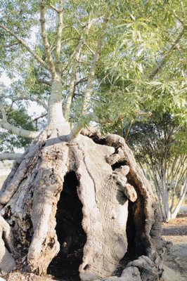 KATE O SESSIONS CACTUS GARDEN - 63 Photos & 15 Reviews - Balboa Park, San Diego, California ...