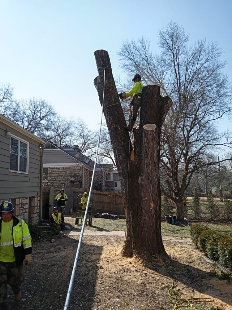 GUYS TREE SERVICE - Updated July 2024 - Kansas City, Missouri - Tree ...