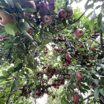 WINDY HILL ORCHARD - Updated November 2025 - 53 Photos & 14 Reviews ...