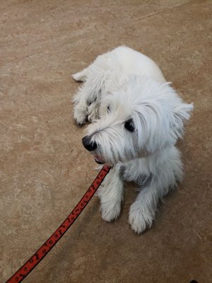 SPCA OF NORTHERN NEVADA - 65 Photos & 59 Reviews - Animal Shelters ...