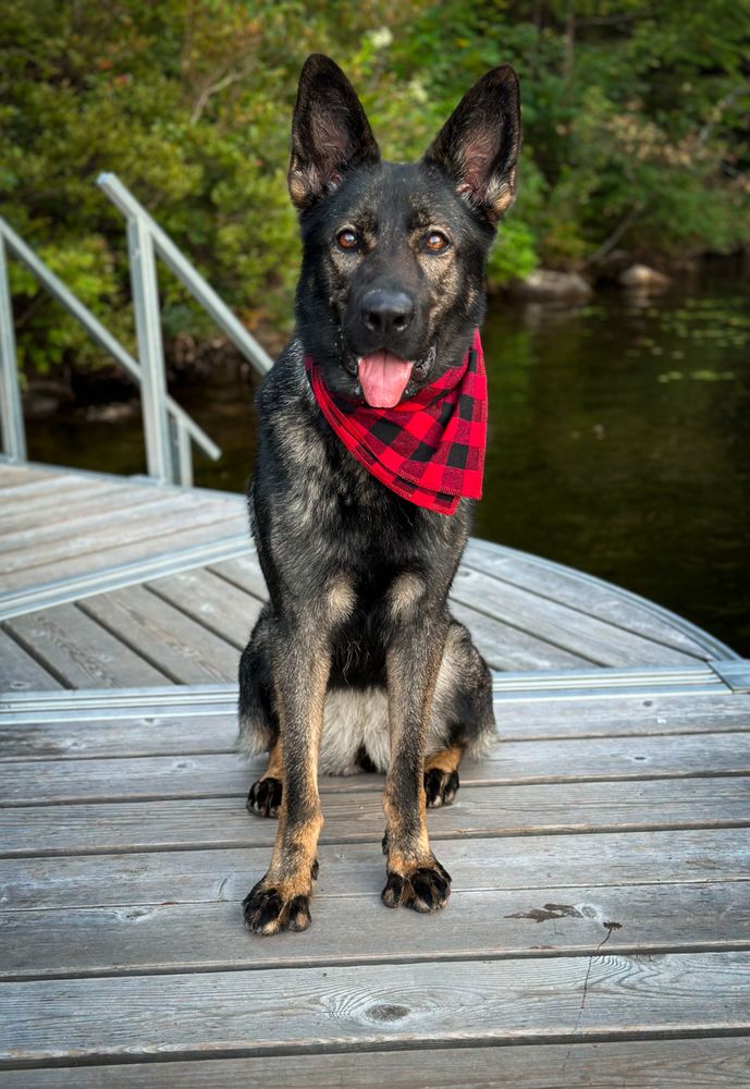 THE WOOF WASH - Updated December 2025 - 11 Photos & 31 Reviews - 29 ...