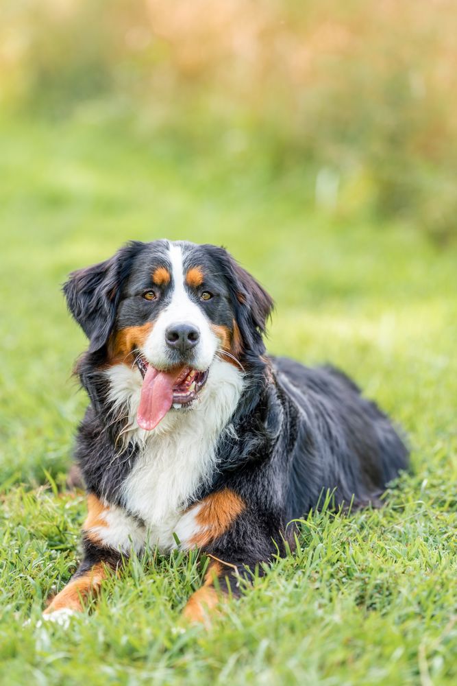 UNLEASHED CANINE OBEDIENCE - Updated June 2026 - 4902 Tealtown Rd ...