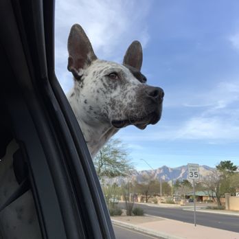 HUMANE SOCIETY OF SOUTHERN ARIZONA - Updated December 2025 - 56 Photos ...