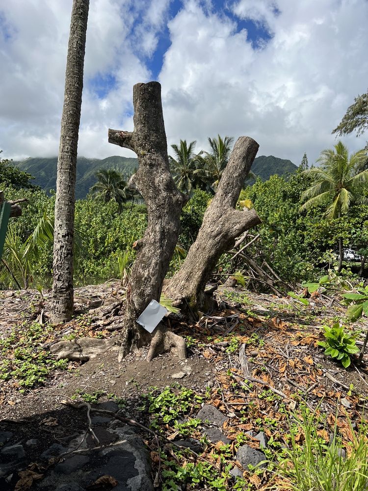 YARD WORK HANDY MAN - Updated July 2025 - 31 Photos - Kaneohe, Hawaii ...