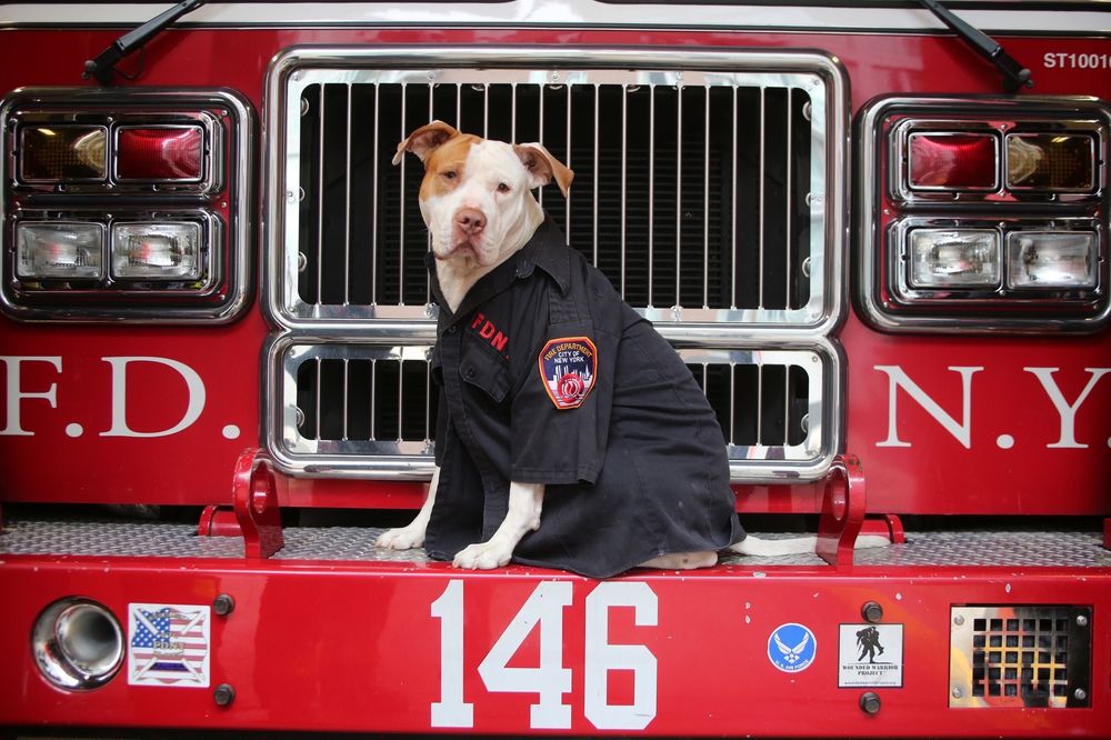 FDNY ENGINE 229/LADDER 146 - Updated September 2025 - 75 Richardson St ...