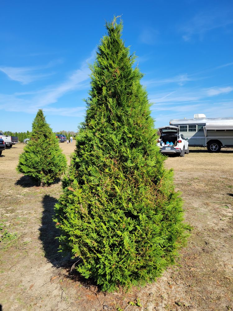 TODD’S CHOOSE AND CUT CHRISTMAS TREE FARM - Updated April 2025 - 10 ...
