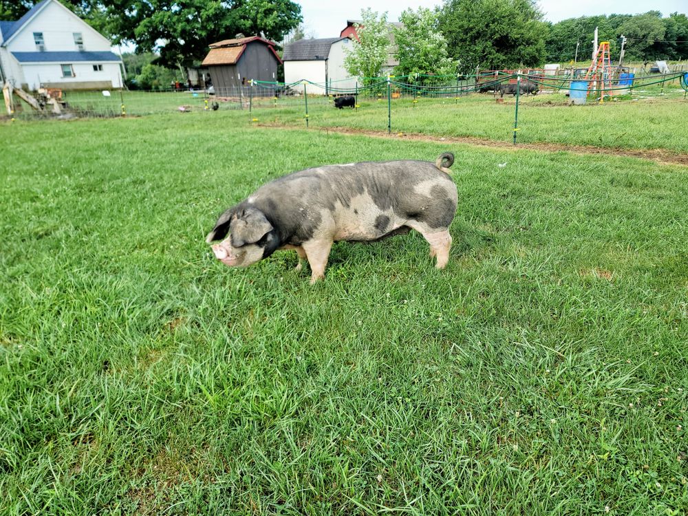 BUSHONG’S PASTURE PIGS - 5372 E 250th N, Attica, Indiana - Ranches ...