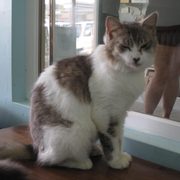 TOE BEANS AND DREAMS ADOPTION CAFE - 126 Photos & 26 Reviews - 98-199 ...