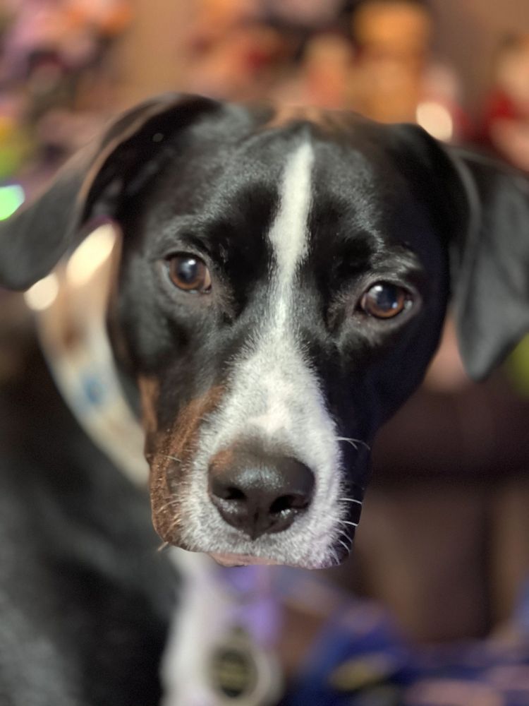 PLANET PAWS PET CARE - Updated July 2025 - 15 Photos - Clinton Township ...