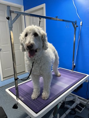 MADISON’S SHED AND TAILS GROOMING - Updated January 2026 - 19 Photos ...