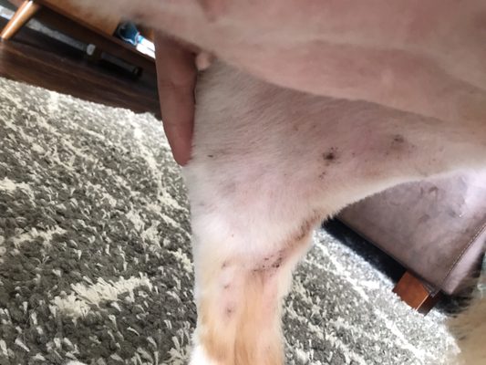 ALOHA DOG - 206 Photos & 85 Reviews - Pet Sitting - 525B Cummins St ...