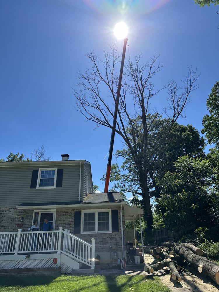 CLEAR VIEW TREE SERVICES - Updated January 2025 - Request a Quote ...