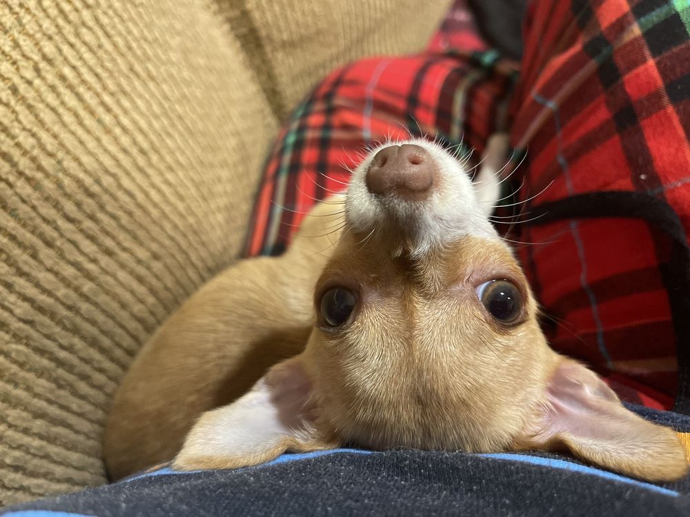 VETMETIS VETERINARY URGENT CARE AND WELLNESS - Updated January 2026 ...