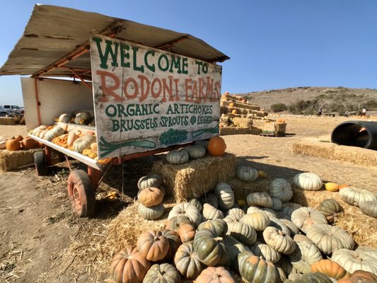 RODONI FARMS - U PICK EM PUMPKINS - Updated June 2024 - 108 Photos & 32 ...