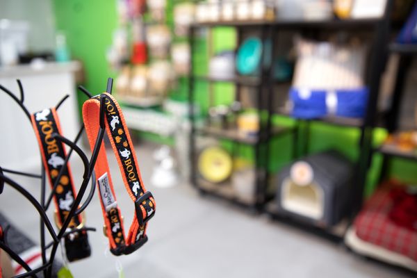 WAGGERY ON MAIN - Updated December 2025 - 26 Photos & 13 Reviews - 416 ...