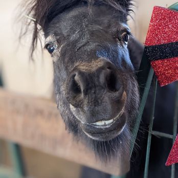 COYOTE CROSSING RANCH - Updated December 2025 - 23 Photos - 3725 Willow ...