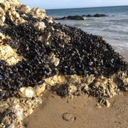 LIMANTOUR BEACH - 259 Photos & 81 Reviews - Point Reyes National ...