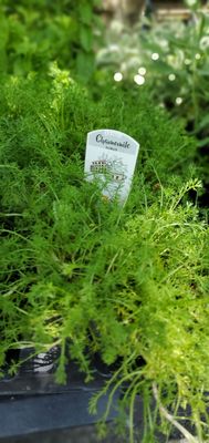 SAMAHA’S COUNTRY FARM MARKET - Updated December 2025 - 52 Photos & 38 ...