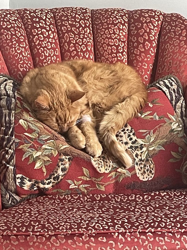 TOWNE SQUARE ANIMAL HOSPITAL - Updated December 2025 - 14 Reviews ...