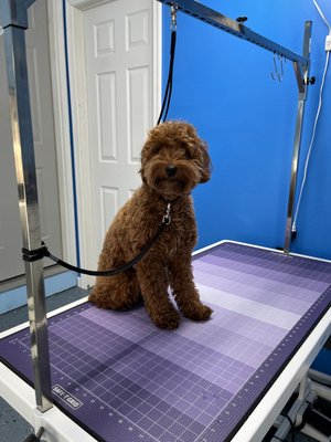 MADISON’S SHED AND TAILS GROOMING - Updated January 2026 - 19 Photos ...
