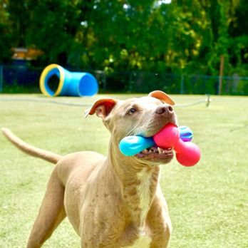 WOOF TANG - Updated May 2026 - 30 Photos - 5027 Patch Rd, Orlando ...