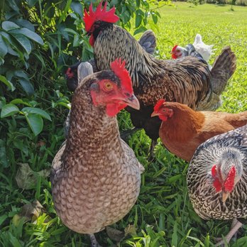 MEYER HATCHERY - Updated December 2025 - 80 Photos & 55 Reviews - 626 ...