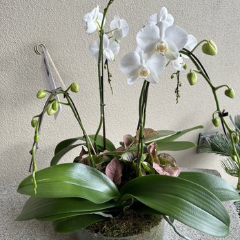 Waitrose Flowers Review | Best Flower Site