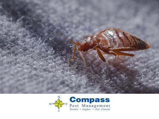 COMPASS PEST MANAGEMENT - Updated December 2025 - 80 Photos & 97 ...