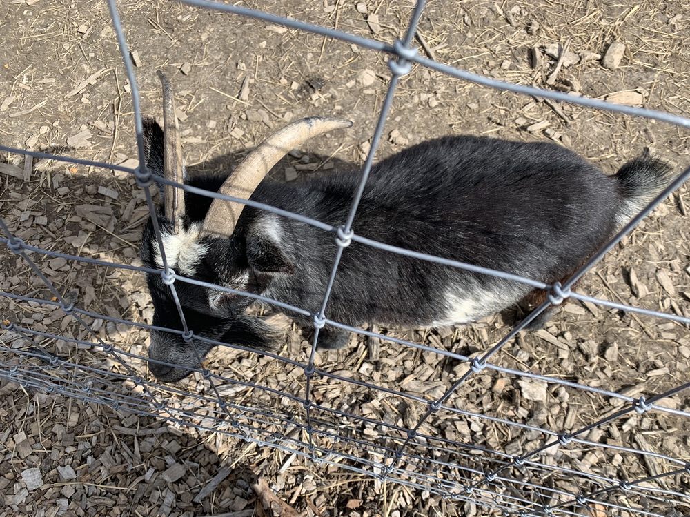 CARMA FARMS - Updated October 2024 - 56 Photos & 11 Reviews - 11471 ...