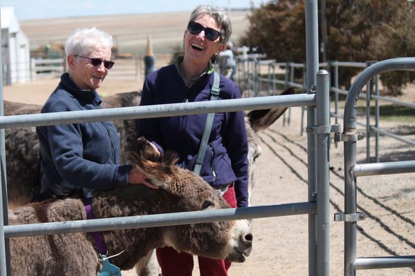 Longhopes Donkey Shelter - Updated May 2026 - 26 Photos & 12 Reviews ...