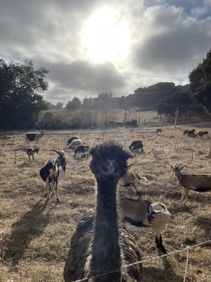 LOST EMU FARMS - Updated January 2026 - 20 Photos - 7960 Soquel Dr ...