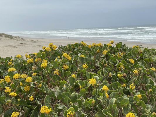 SURF BEACH - AMTRAK STATION - Updated May 2025 - 70 Photos - Ocean Ave ...