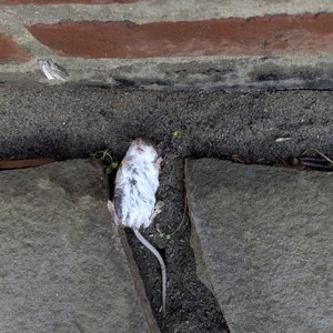 FRONTLINE PEST CONTROL - Updated August 2025 - 14 Photos & 79 Reviews ...