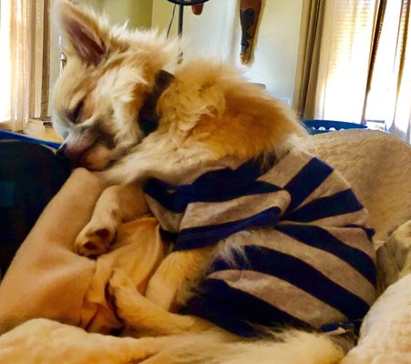 JACK’S DOG FARM - Updated October 2025 - 35 Photos & 37 Reviews - 6370 ...