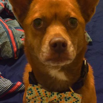 SOUTHEAST AREA ANIMAL CONTROL AUTHORITY - Updated June 2024 - 188 ...