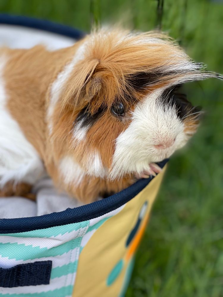 MAKAI PET HOSPITAL - Updated December 2025 - 55 Photos & 97 Reviews ...