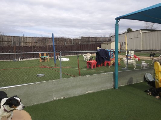 DOGS RULE RESORT - 36 Photos & 40 Reviews - 2501 Pecan St, Carrollton ...