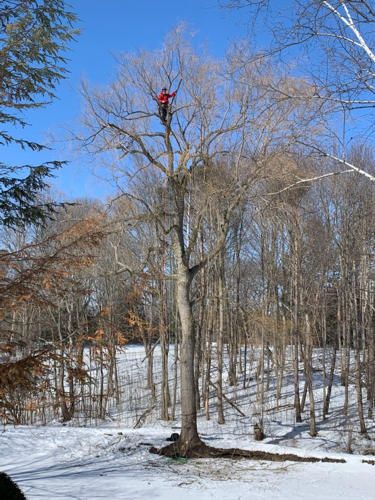 TOP TIER TREES - Updated March 2024 - Peterborough, Ontario, Canada ...