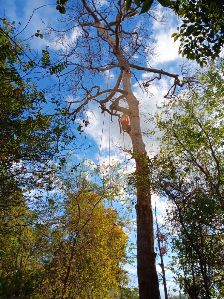 QUALITY TREE SERVICE AND LANDSCAPING - Updated September 2025 - 68 ...