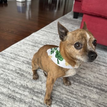 EMBARK PET SPA - Updated December 2025 - 44 Photos & 80 Reviews - 1208 ...