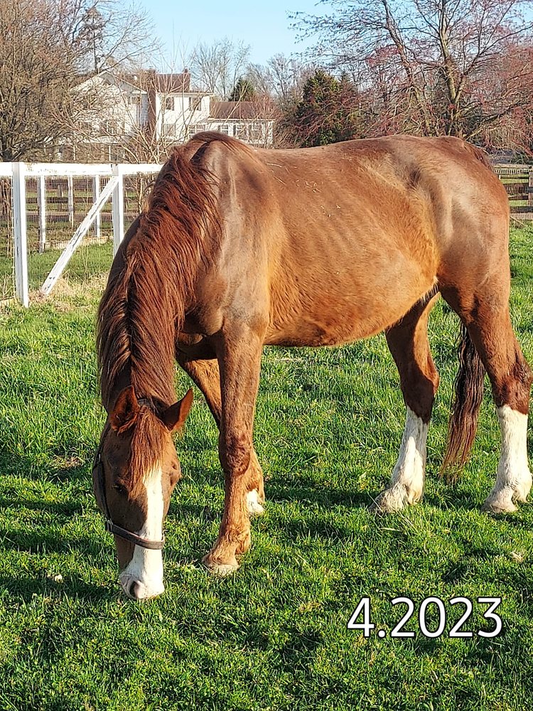 SERENITY ACERS ANIMAL SANCTUARY - Updated January 2025 - Request ...